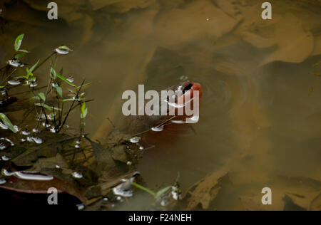 Electric eel Electrophorus electricus this air breathing freshwater ...