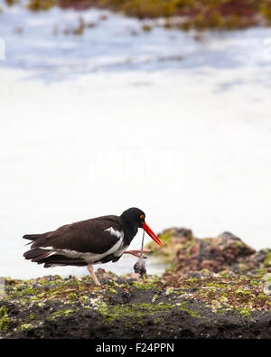 American Oystercatcher, San Cristobal, Galapagos, November 2014 Stock ...