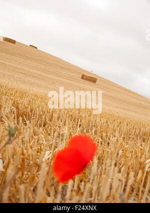 Poppy field with hay bales Stock Photo - Alamy