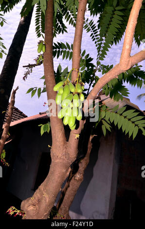 Bimbli (Bilimbi), a sour fruit and its flowers on the tree, found in ...