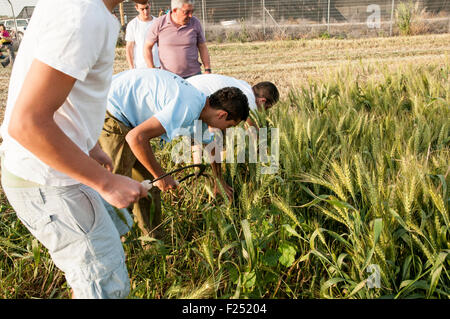 Men harvesting wheat with a sickle. Photographed in Ethiopia Stock ...