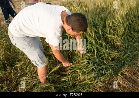 Men harvesting wheat with a sickle. Photographed in Ethiopia Stock ...