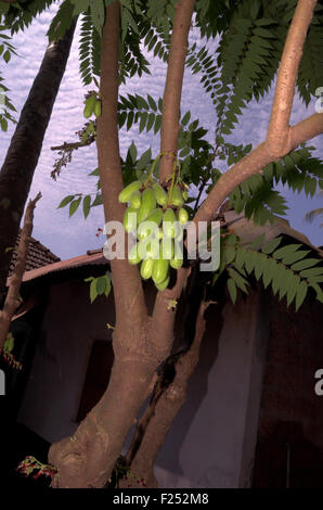 Bimbli (Bilimbi), a sour fruit and its flowers on the tree, found in ...