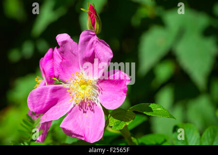 Blooming rosehip pink plant. Macro photo nature blooming bud dog rose ...