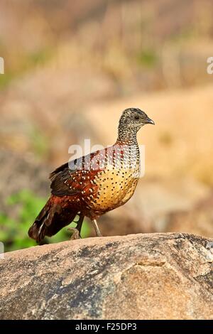 Painted spurfowl, Male, Galloperdix lunulata, Daroji Sloth Bear ...