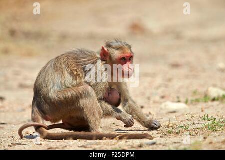 two Bonnet Macaque, Macaca radiata, endemic to south india in semi ...
