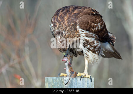 Red-tailed Hawk Eating it's Catch Stock Photo - Alamy
