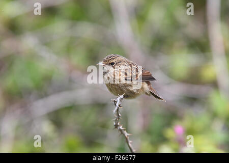 Common Stonechat, (Saxicola torquata), juvenile perched on bramble ...