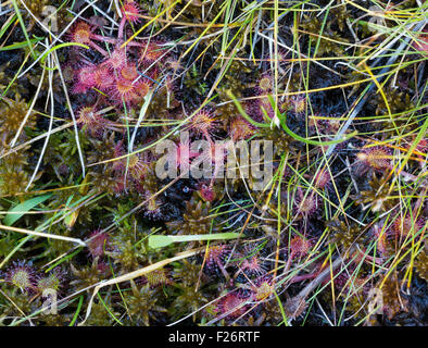 The Peat bogs of Danta di Cadore (Eastern Val di Ciampo). Veneto ...