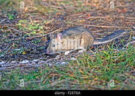 rodent rodents mammal mammals animal animals "ground squirrel" "ground ...