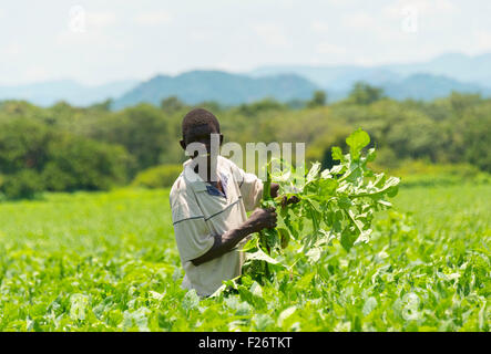 Farm workers weeding bean crop. Nyamirembe. Tanzania Stock Photo - Alamy