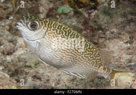 Scribbled Rabbitfish (Siganus spinus Stock Photo - Alamy