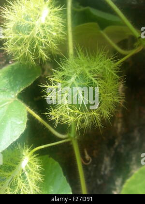 Wild creeper with thorny fruit and gel like pulp Stock Photo - Alamy