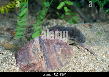 Desert Shrew or Cockrum's Grey Shrew Notiosorex crawfordi or N ...