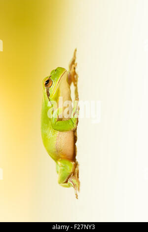 Tree frog climbing up wall Stock Photo - Alamy