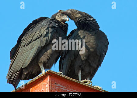 A pair of black vultures (Coragyps atratus) perch on a fence. Pantanos ...