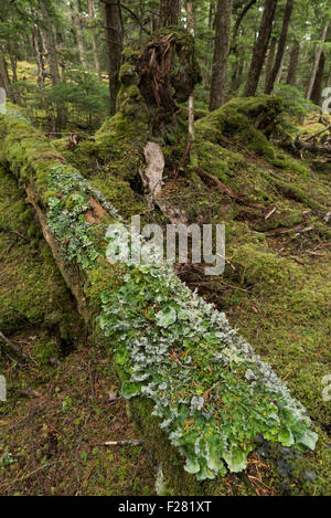 Lichens and moss growing on a fallen tree on an island in Southeast ...