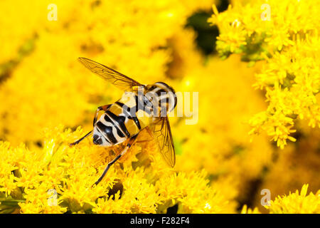 Insect. Marco, close up overhead view of a Bee, wasp. Yellow jacket ...