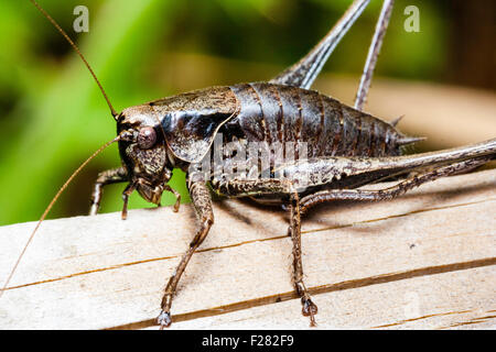 Insect. Dark Bush cricket seen from above walking along wooden planks ...