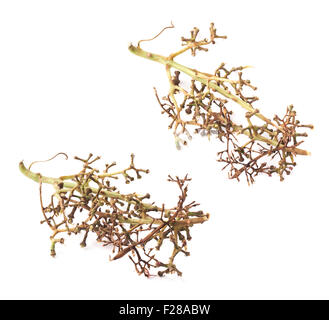 Empty branch of grapes isolated over the white background Stock Photo ...