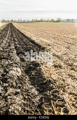 Harvested Corn Field Stock Photo - Alamy