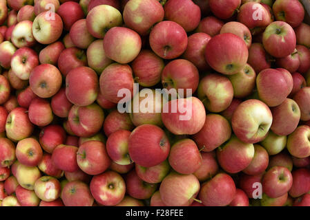 Freshly harvested Elstar apples seen at the Apple plantation in Glindow ...