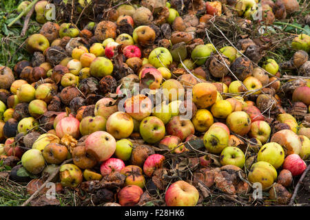 Rotten green and yellow apples with other waste on a compost heap on an ...