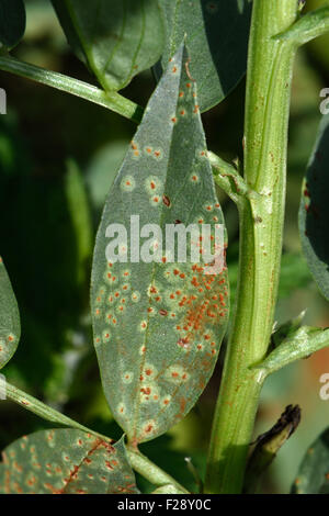 Broad bean rust, Uromyces vicia-fabae, on broad bean leaf with notches ...