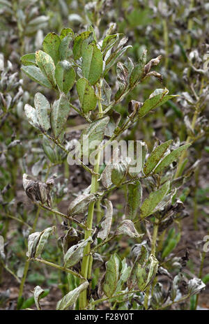Field bean rust, Uromyces vicia-fabae, damage to crop of field beans ...