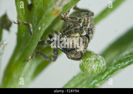 Cabbage stem weevil Ceutorhynchus quadridens larvae in an oilseed rape ...