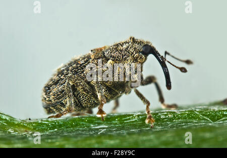 Cabbage stem weevil (Ceutorhynchus quadridens) larvae in an oilseed ...