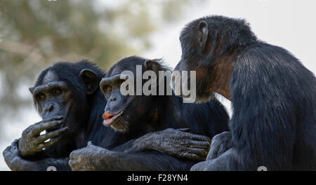 Three Chimpanzees socializing Stock Photo - Alamy