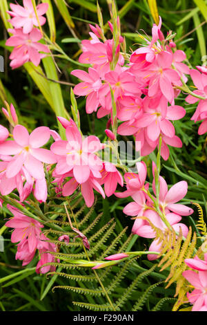 Mrs Hegarty, Hesperantha coccinea, Flower Stock Photo - Alamy