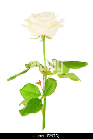 single cream rose flower, isolated on white background Stock Photo - Alamy