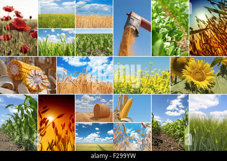 Collage with pictures about agriculture Stock Photo - Alamy
