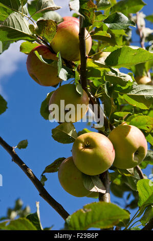 Laxton's Superb apples on family apple tree Stock Photo - Alamy