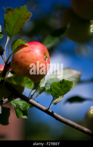 Laxton's Superb apples on family apple tree Stock Photo - Alamy