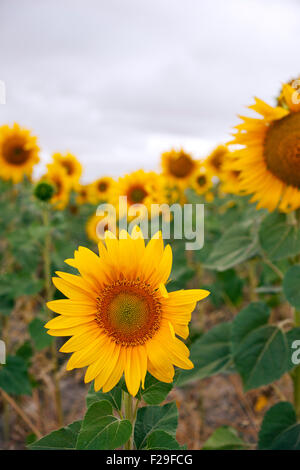 Sunflower field in the Spanish countryside near Medina Sidonia, Cadiz ...