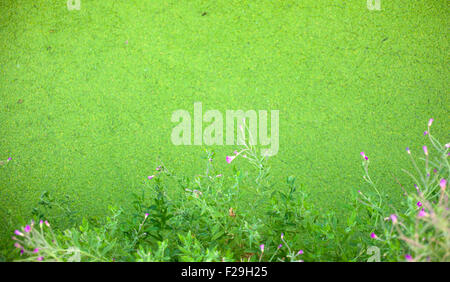 Muck floating on top of a pond Stock Photo - Alamy