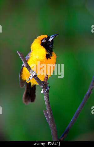 Orange-backed Troupial (Icterus croconotus Stock Photo - Alamy