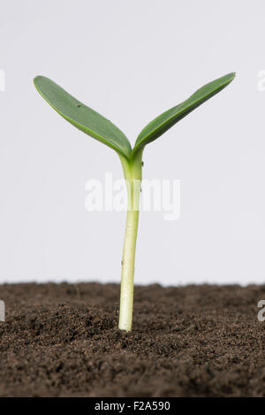 Sunflower seedling with cotyledons expanding with the seed coat or ...