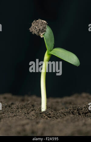 Sunflower seedling with cotyledons expanding but retaining the seed ...