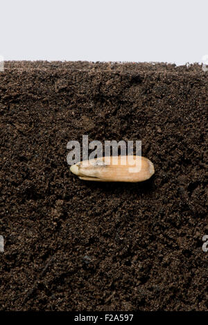 Sunflower seed in its seed coat or pericarp below soil surface with ...
