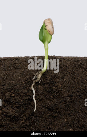 Sunflower seedling with cotyledons still trapped inside the seed coat ...