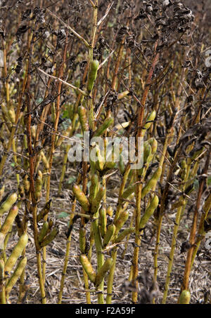 Field bean rust, Uromyces vicia-fabae, damage to crop of field beans ...