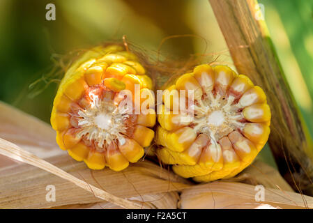 Corn kernels in cross section, showing embryos and endosperm Stock ...