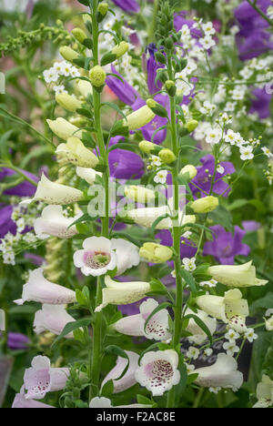 Digitalis Camelot Lavender. Foxglove Stock Photo - Alamy