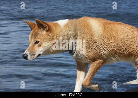 An Australian vulnerable animal, wild dingo with blonde white fur ...