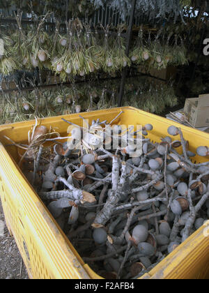 Hakea seed pods destined for export drying in sheds at the Western ...