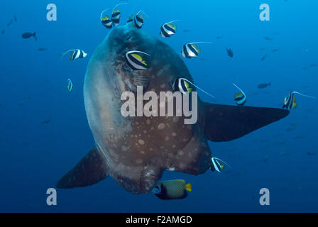 ocean sunfish (Mola mola), heaviest known bony fish in the world Stock Photo - Alamy